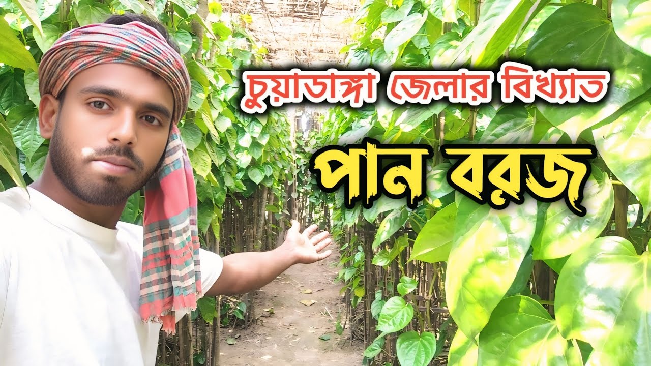 চুয়াডাঙ্গা জেলার বিখ্যাত পান বরজ || Vlog || Chuadanga Jila Bikkhato ...