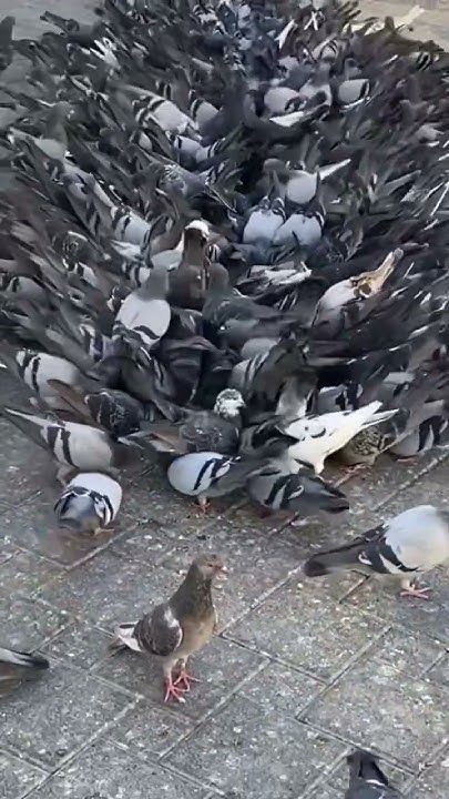 FEEDING HUNDREDS OF PIGEONS ON THE STREET #Amazing #Pigeons #Viral # ...