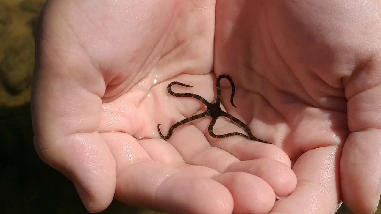 Ofiúro ou "Serpente-Do-Mar" (Ophioderma longicauda) na costeira de ...