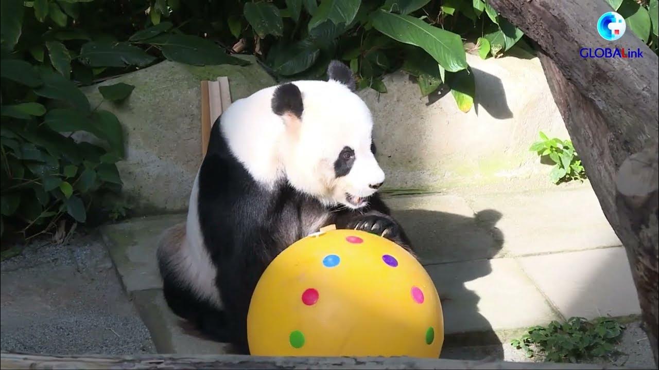 Giant panda couple, turning 16, prosper under tender care of Malaysian keepers - YouTube