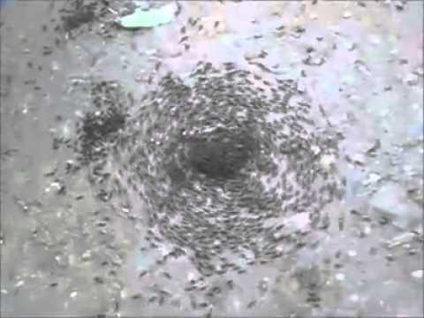 Ant Mosh Pit - YouTube