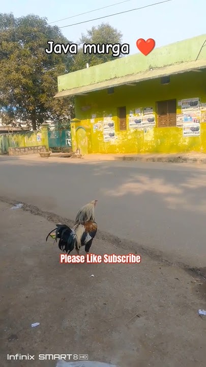 Java murga ka baccha #murga #javamurga #hen #shortsvideo #murga # ...