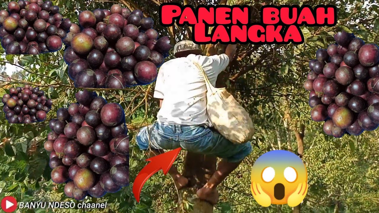suasana desa||panen buah langka anggur hutan(rukem)asli buah indonesia# ...