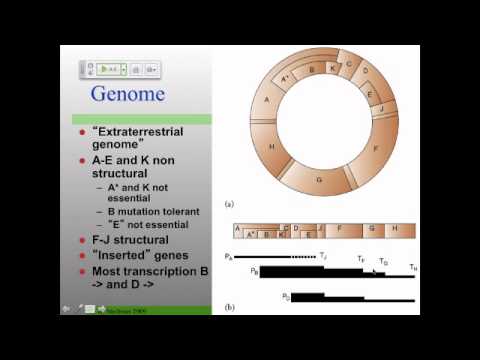 VirS15_Lecture7 Microviruses