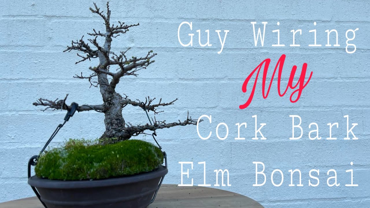 How to - Guy Wiring My Cork Bark Elm Bonsai - YouTube