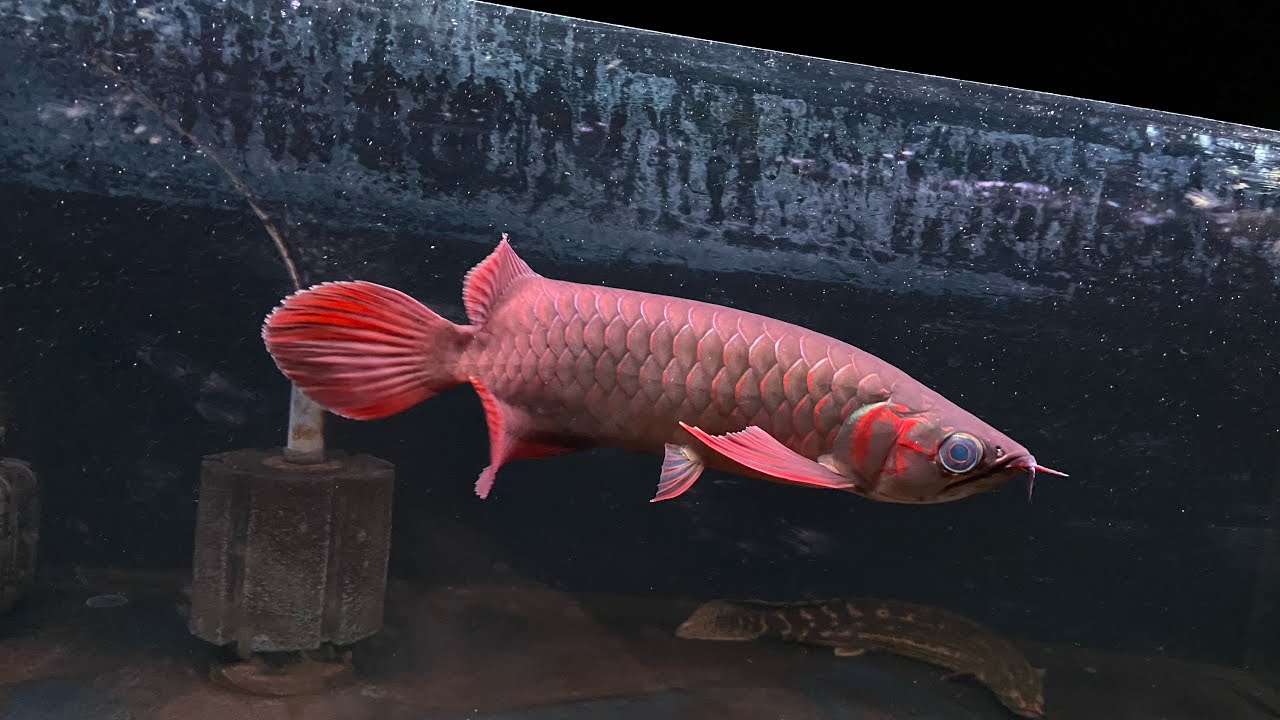 Update my sepauk super red arowana - YouTube