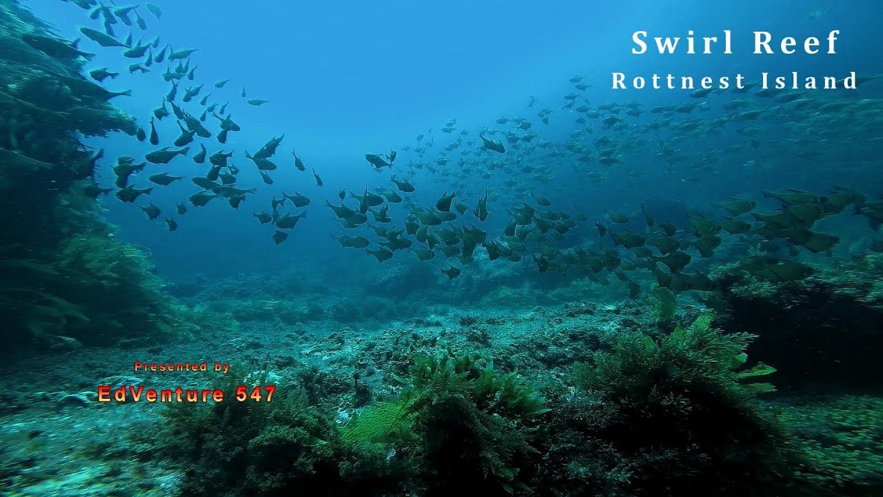 Diving on Swirl Reef Rottnest. - YouTube
