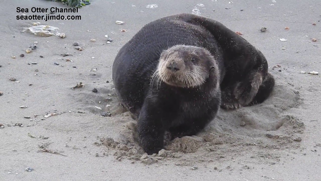 Wild sea otter digging the beach | 穴を掘るラッコ - YouTube
