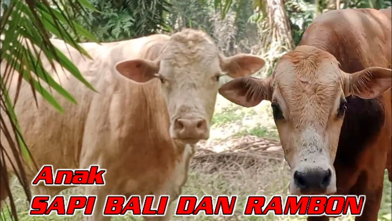 HEBOH ANAK SAPI BALI DAN RAMBON - YouTube