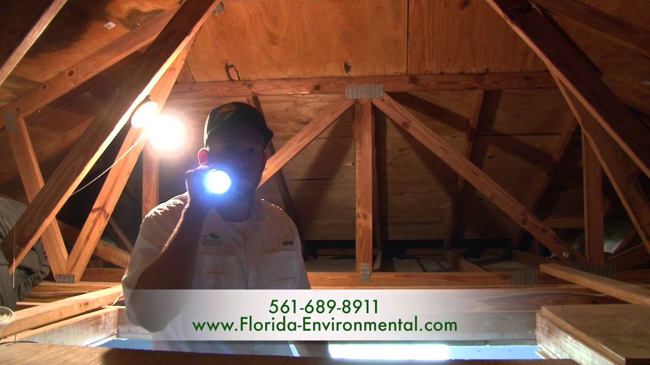 Termite Control in South Florida | FL Environmental Pest Management ...