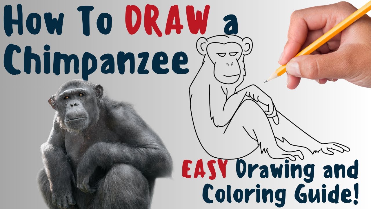 How To Draw A Chimpanzee - Fun & Easy Step By Step Drawing and Coloring ...