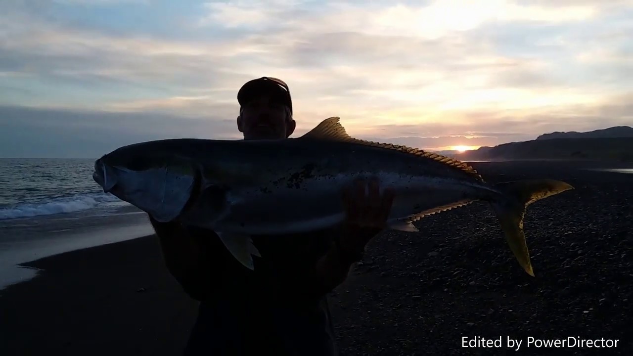 MONSTER KINGFISH AND DOZENS OF KAHAWAI Caught at the Mohaka river mouth ...