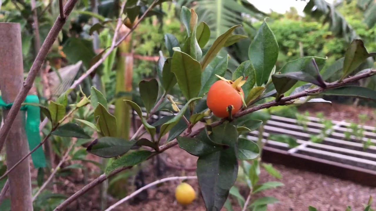Pitomba tree fruiting in Florida - YouTube