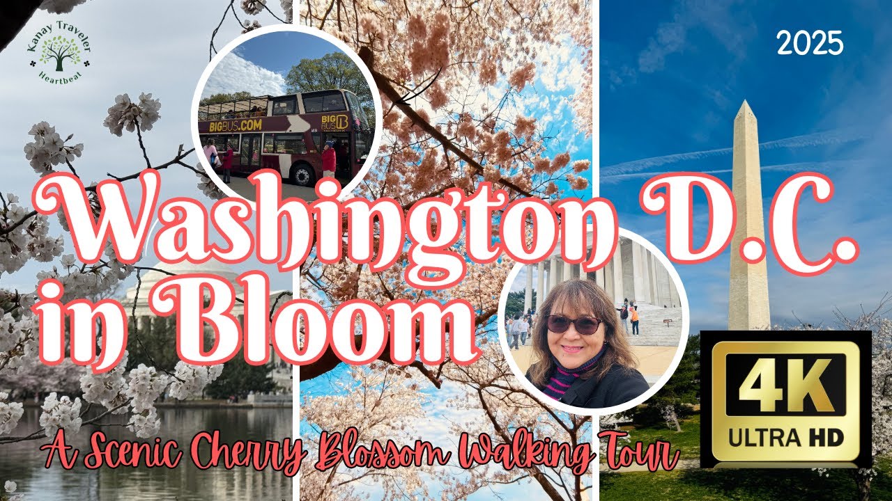 Washington D.C. in Bloom: A Scenic Cherry Blossom Walking Tour! - YouTube