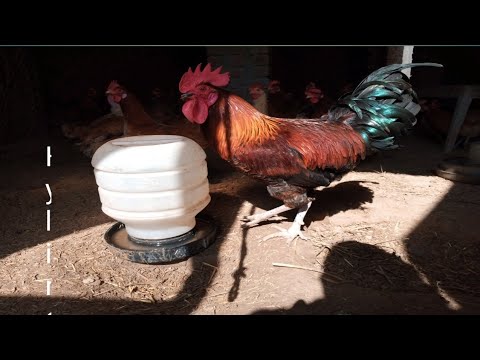 Hyline Hens My Home Breed - YouTube