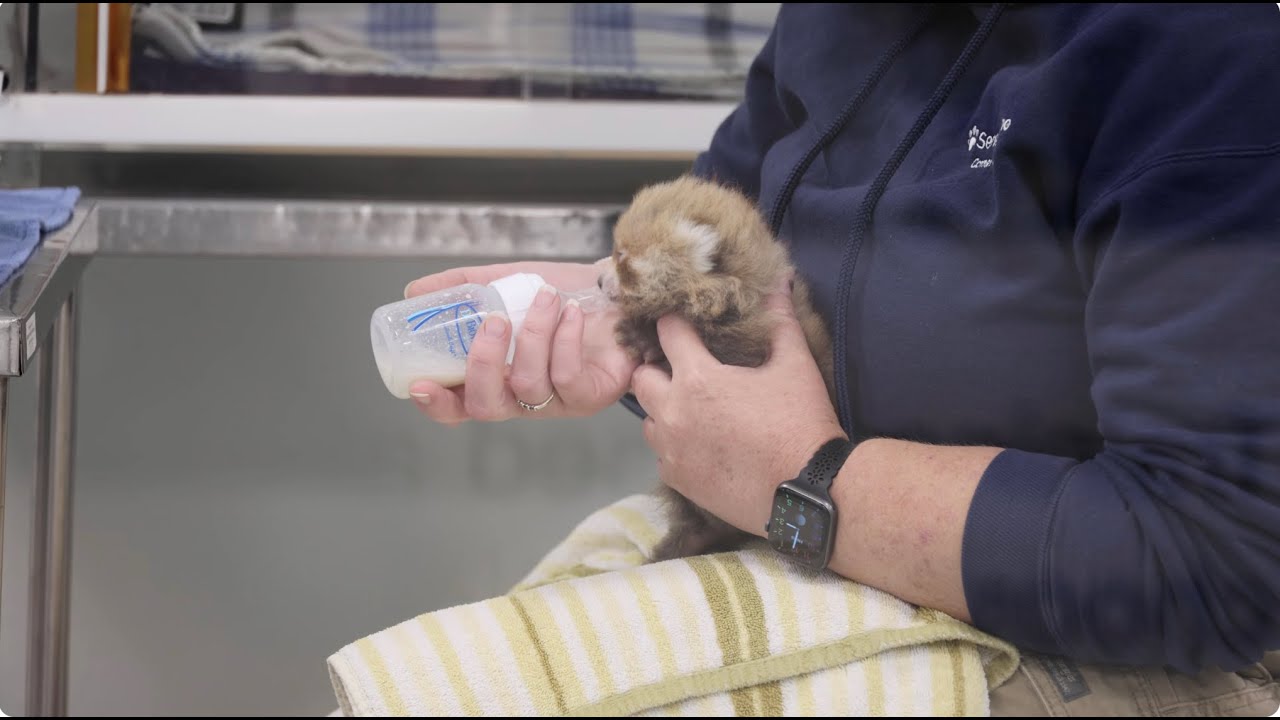 Meeting Teddy Graham, the Red Panda Cub born at Seneca Park Zoo on June ...