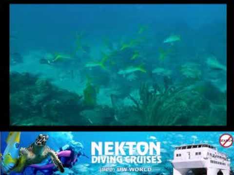 Cay Sal Banks Bahamas - Nekton Diving Cruises - YouTube