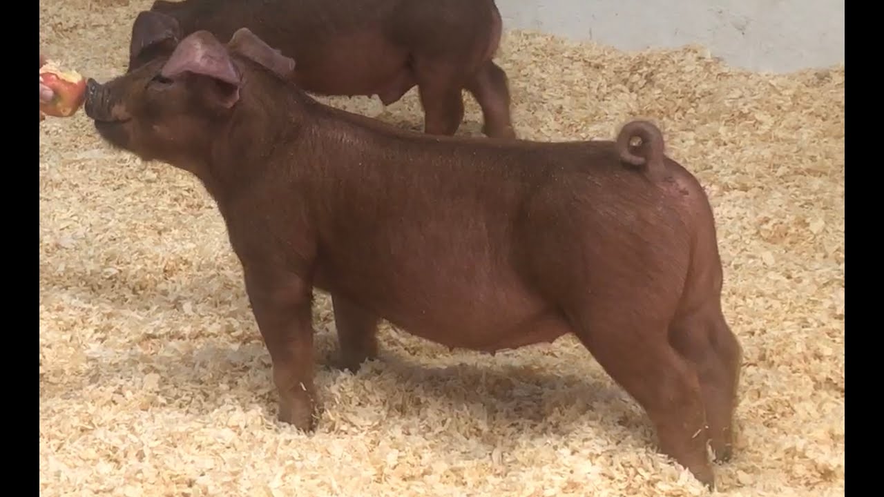 17-1 Duroc Gilt - YouTube