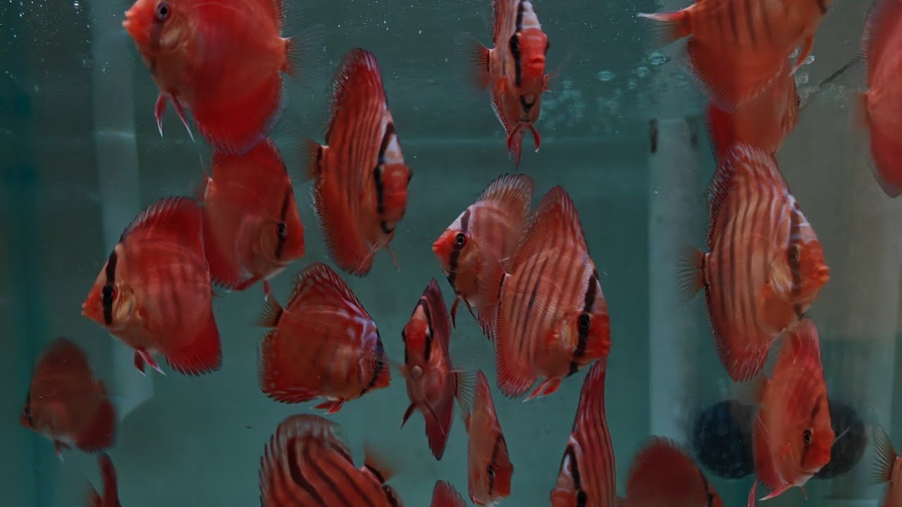 High quality young Stocker discus Red Cover Blue Rim & Heckel Cross ...