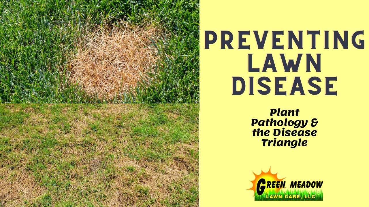 Preventing Lawn Diseases - The Disease Triangle - YouTube