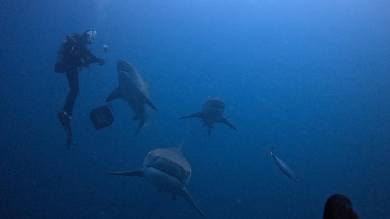 Shark Diving with Emerald Charters - YouTube