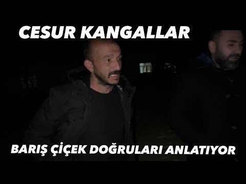 800 1000 KOYUN VE ZİFİRİ KARANLIKTA KURT GARO @bariscicekpanterkangal4280 #shortvideo #short #kangal