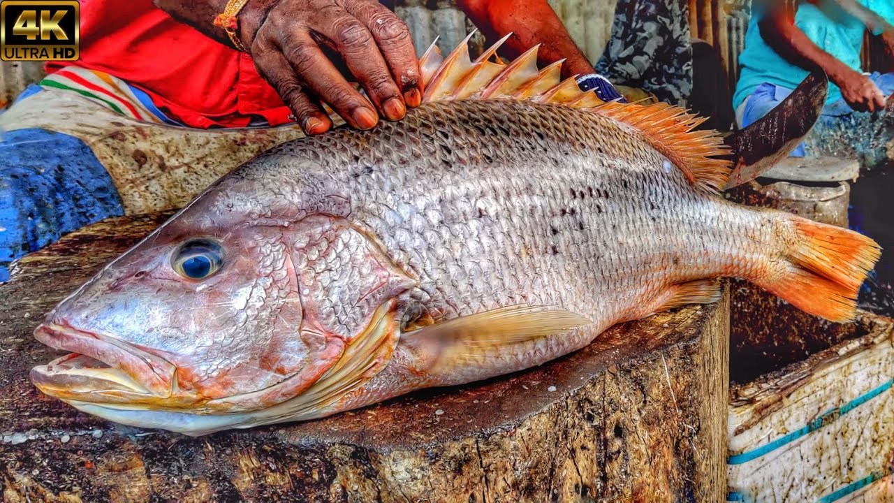 ORANGE SNAPPER FISH CUTTING VIDEO | 4K VIDEO | KM FISH CUTTING | IN ...
