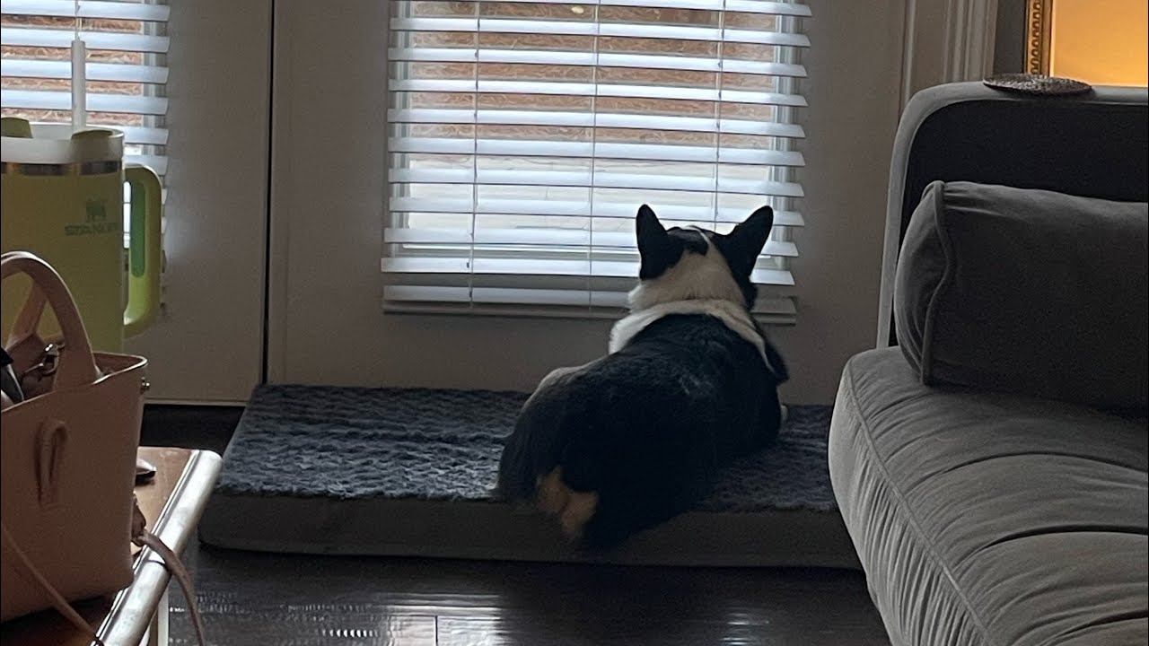 POV: You own a Corgi - YouTube