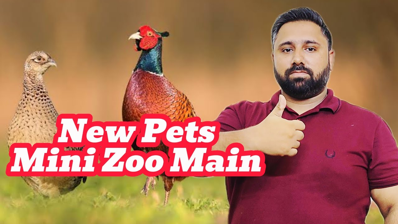 Pheasant Ka Pyara Joda Ghar Laya – Aap Bhi Dekhein! - YouTube
