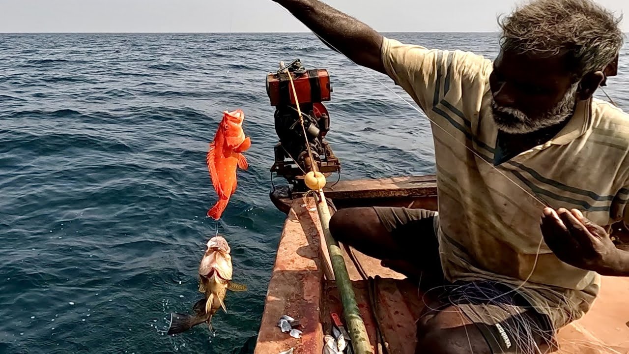 Catching Grouper Fish, Yellowtail Scad & Tomato Grouper in the Sea ...