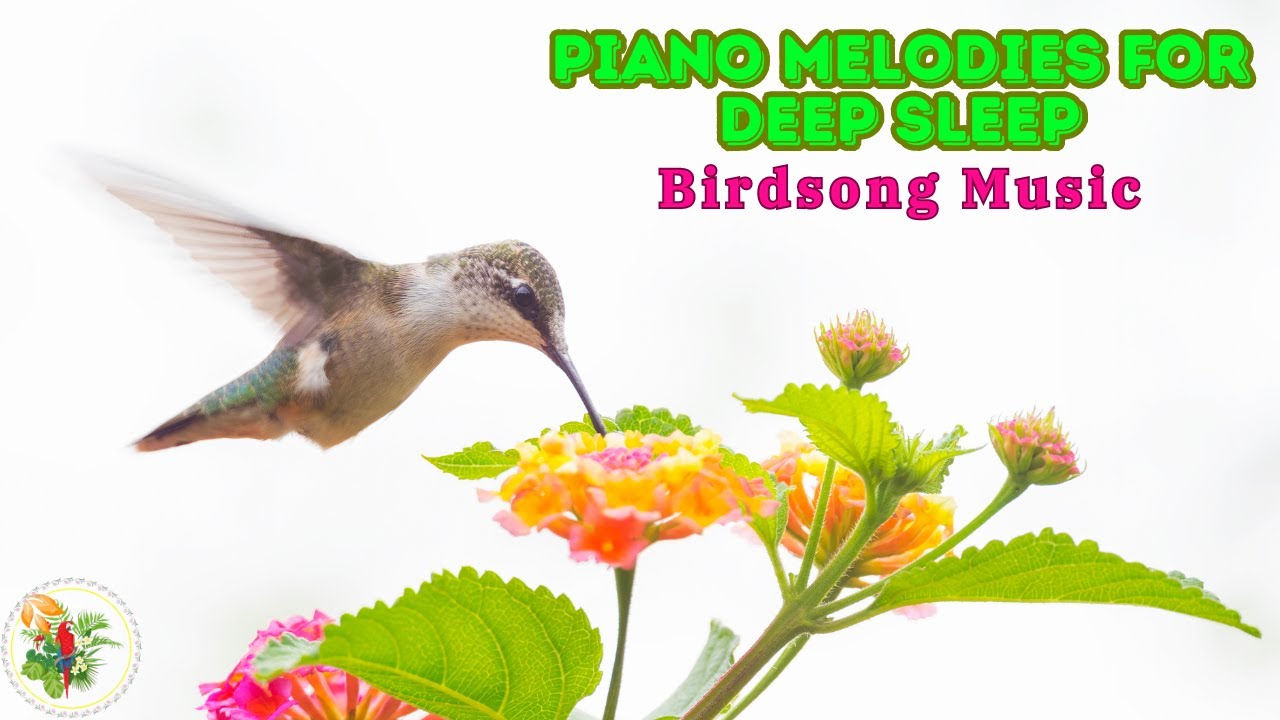 listen to birdsong music, piano melodies help deep sleep | soothing ...
