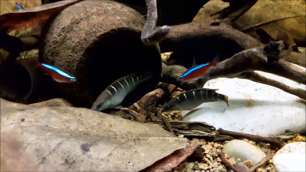 Crenicichla compressiceps (dwarf green pike cichlid) formed couple ...