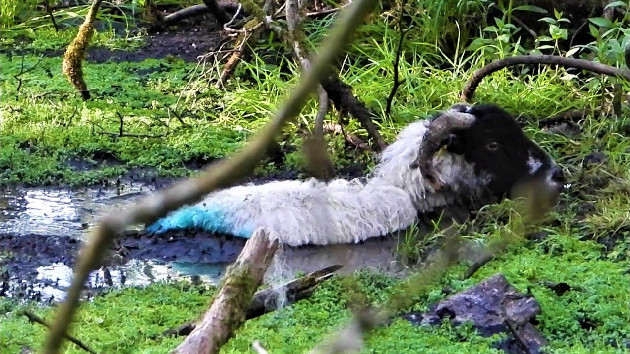Exhausted Sheep sinking in QUICKSAND was ready to give up. 🐏 Here is ...