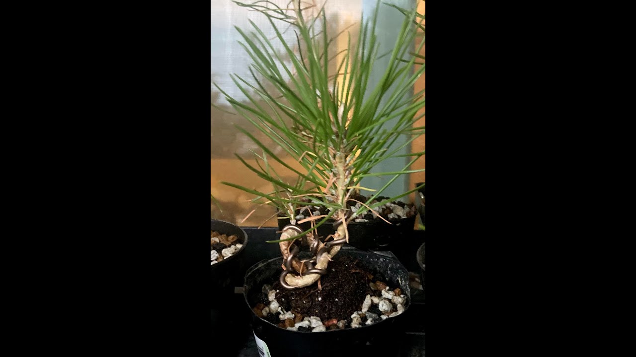 Patricia O'Connor, The Bonsai Balcony: Fall colors.Upcoming Club and ...