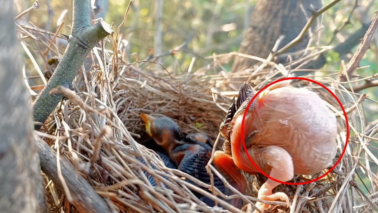 Baby went back to the nest @BirdsofNature107 - YouTube
