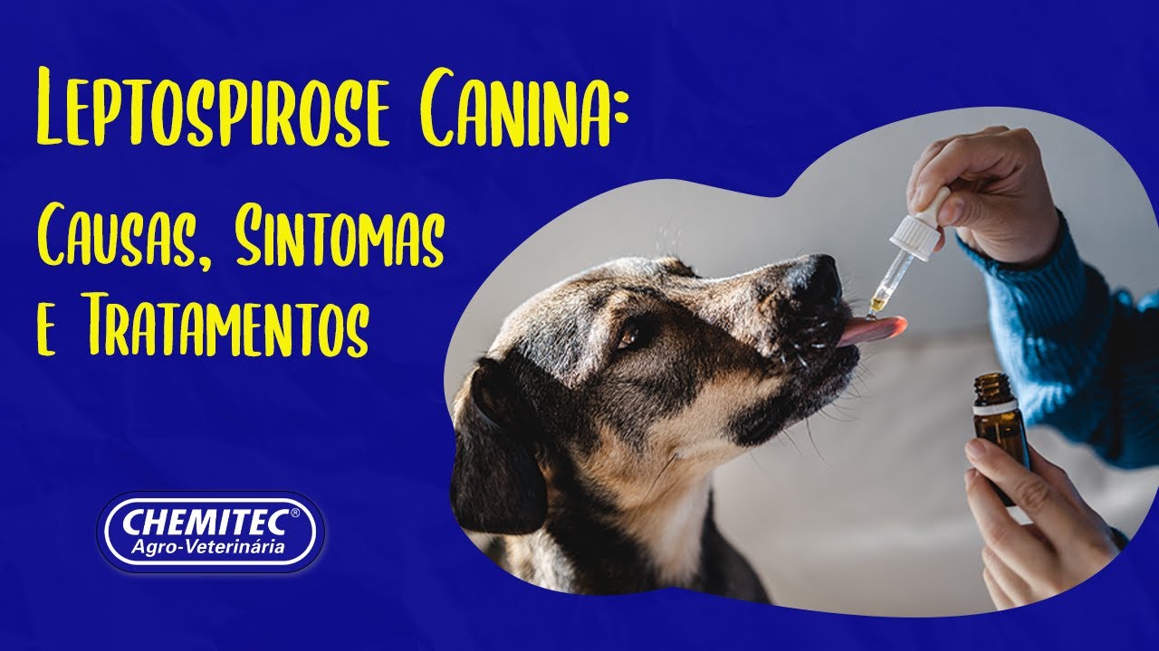 LEPTOSPIROSE CANINA: Causas Sintomas e Tratamentos - YouTube