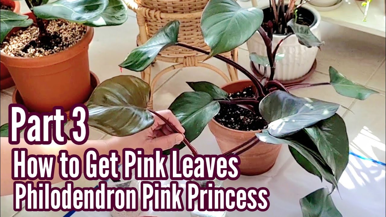 Part 3: How to Get Pink Leaves - Philodendron Pink Princess ...