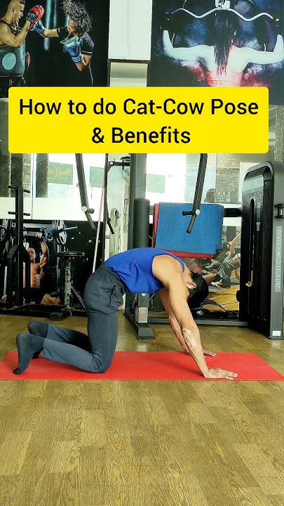 How To Do Cat Cow Pose And Benefits Shorts Youtube