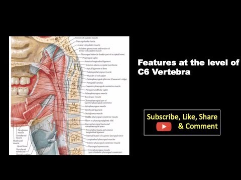 Features at the level of C6 Vertebra #Anatomy #mbbs #education #bds # ...