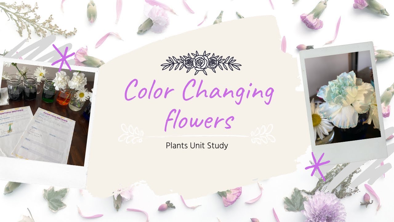 COLOR CHANGING FLOWERS | Plants Unit Study - YouTube