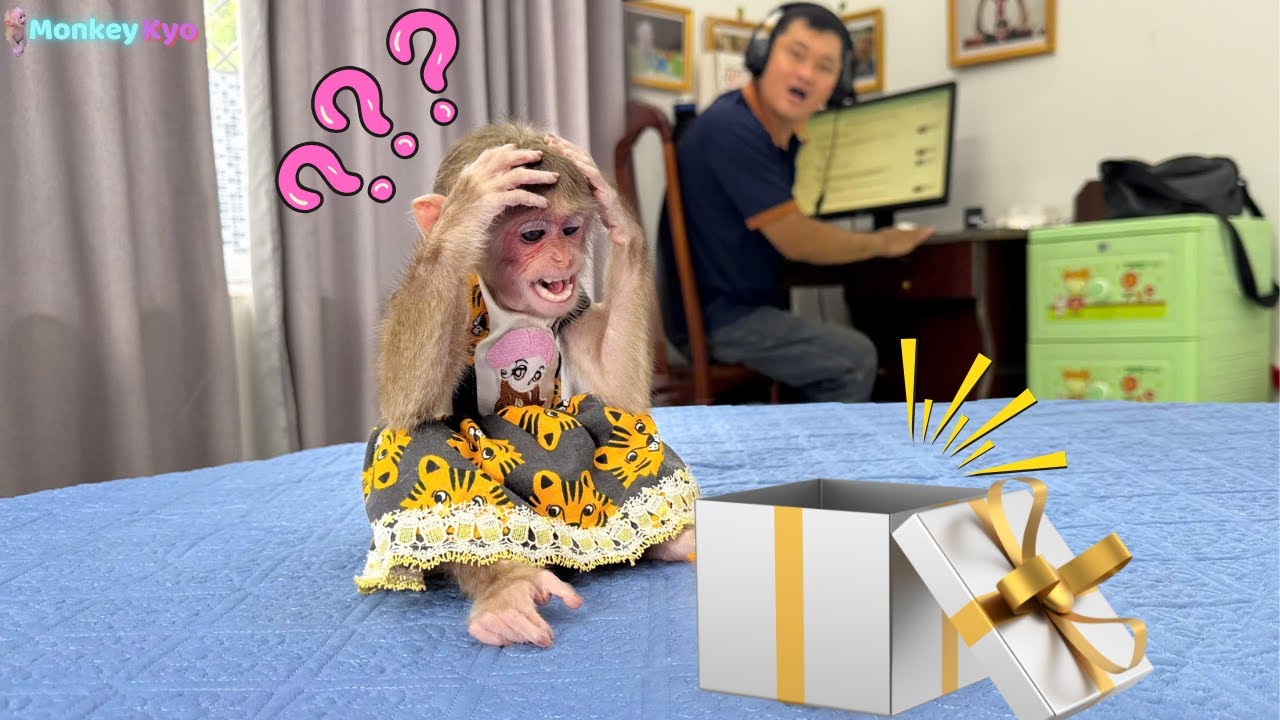 Monkey Kyo gets a surprise gift from dad – Her reaction is priceless! - YouTube
