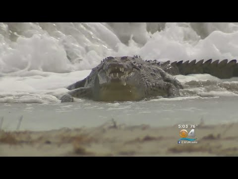Crews Capture Crocodile On Hollywood Beach