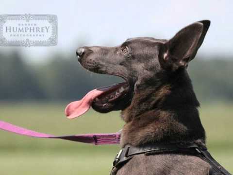 Blue Dutch Shepherd Litter Annoucement - YouTube