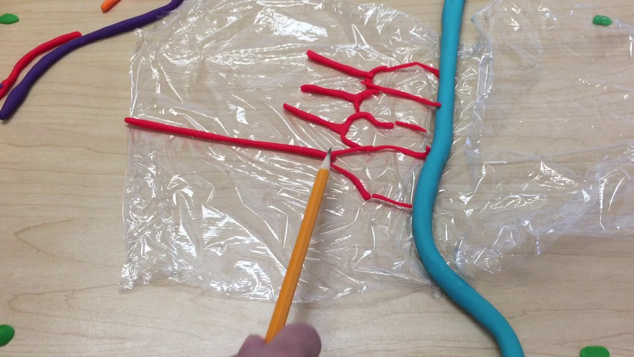 Intestines Part 2 - Mesentery, Arcades, and Vasa Recta - YouTube