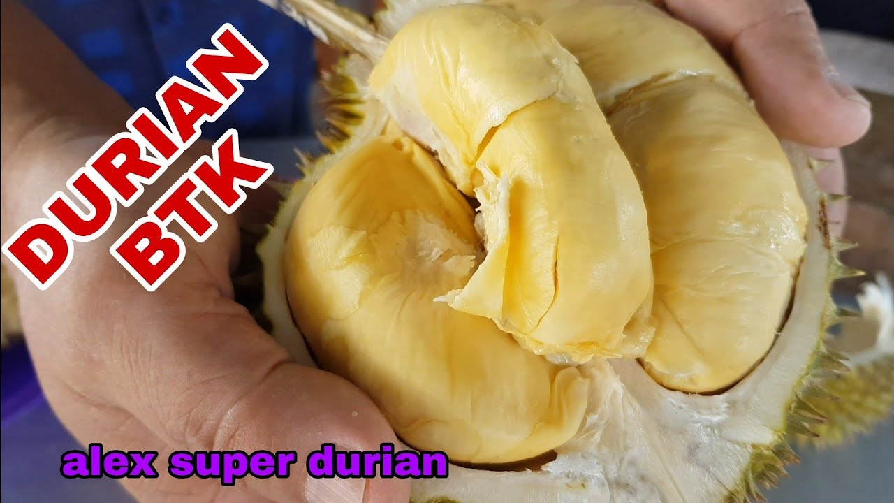 DURIAN BTK DARI ALEX SUPER DURIAN - YouTube