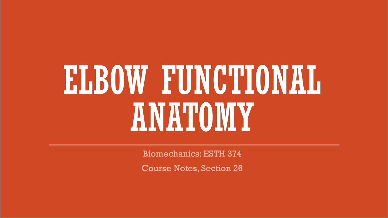 Elbow Functional Anatomy - Biomechanics - YouTube