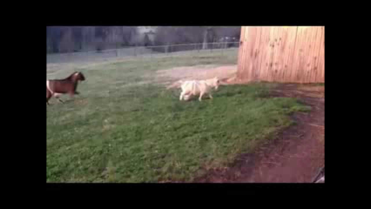 Goat Bra For Honey - YouTube