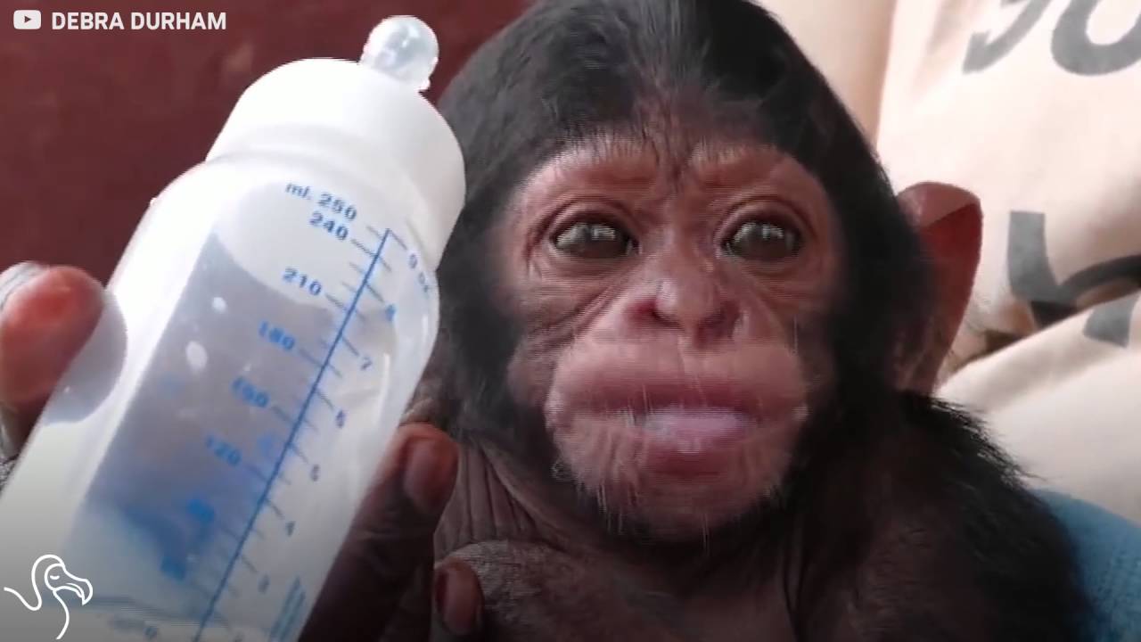 Baby Chimp Drinks From Bottle Every Day | The Dodo - YouTube