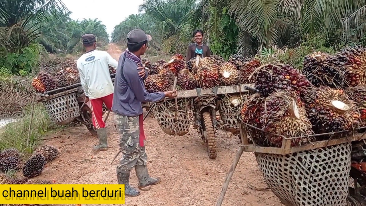 langsir buah sawit pakai motor - YouTube