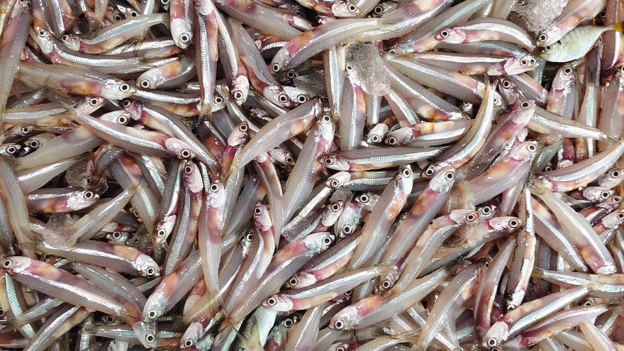BABAR SAME FISH is live YouTube live video fish cutting #Amazing #big ...